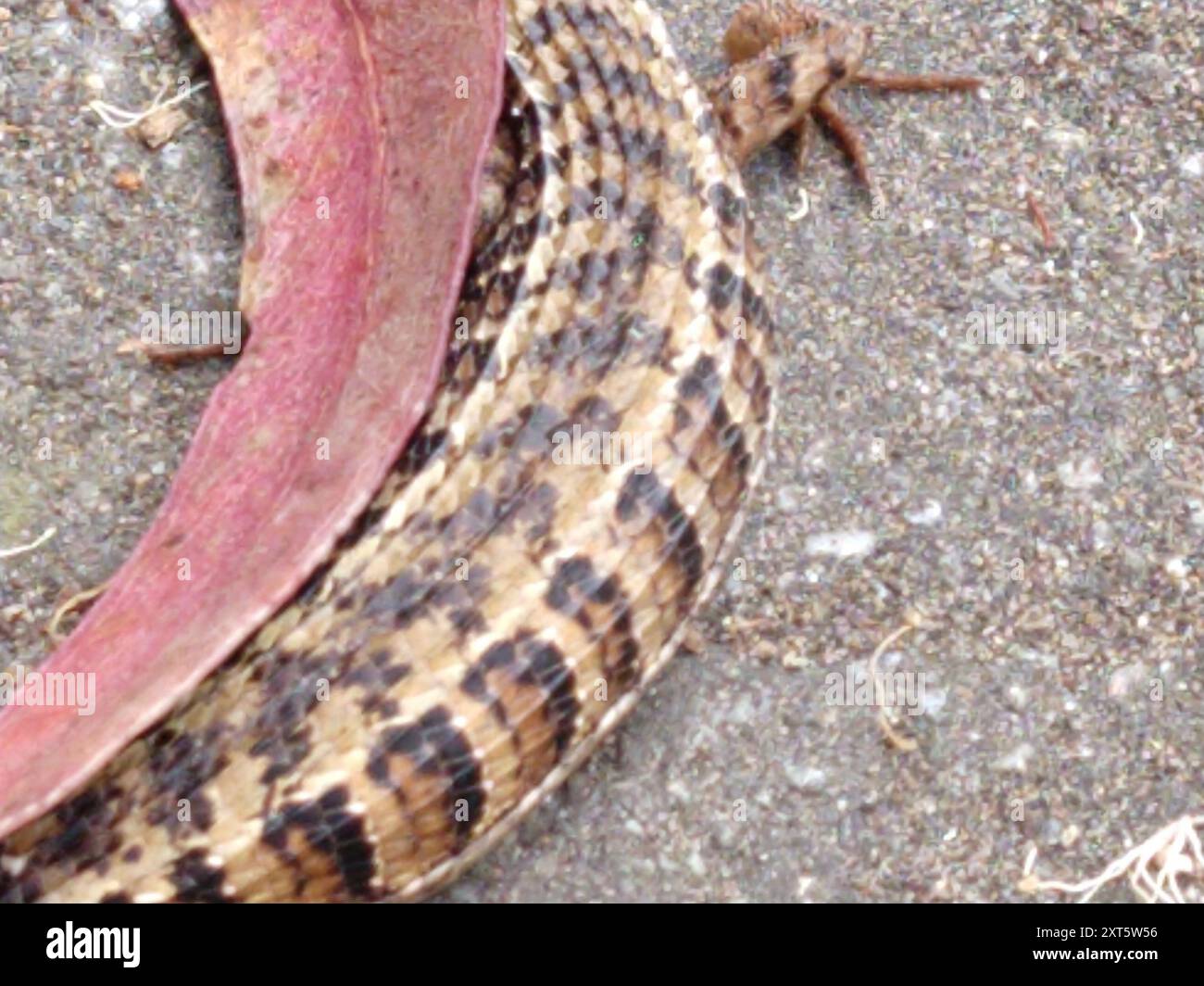 San Francisco Alligator Lizard (Elgaria coerulea coerulea) Reptilia ...