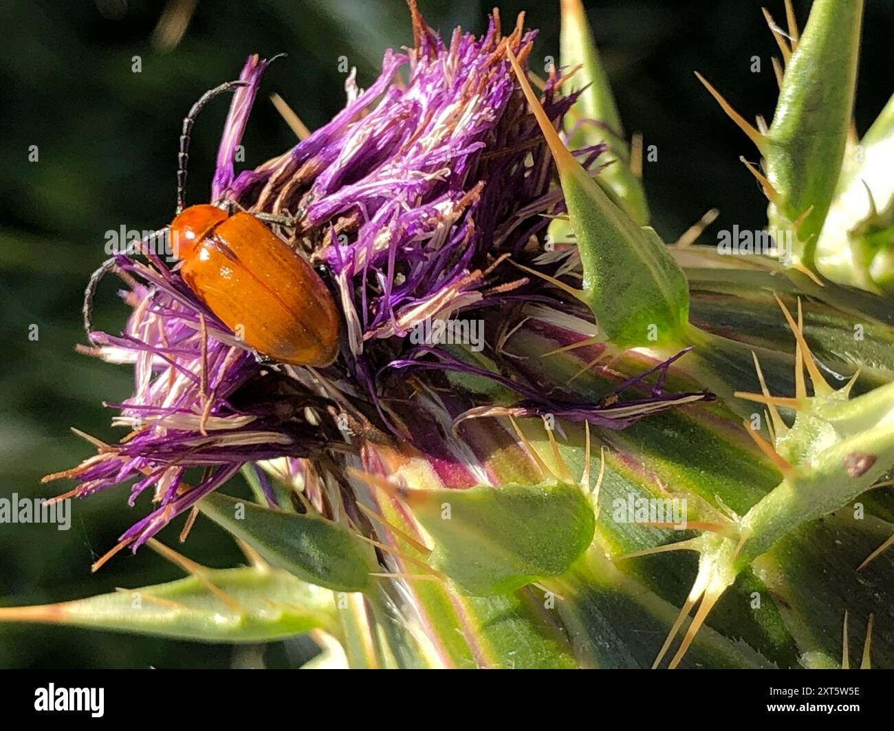 Daffodil Leaf-beetle (Exosoma lusitanicum) Insecta Stock Photo - Alamy