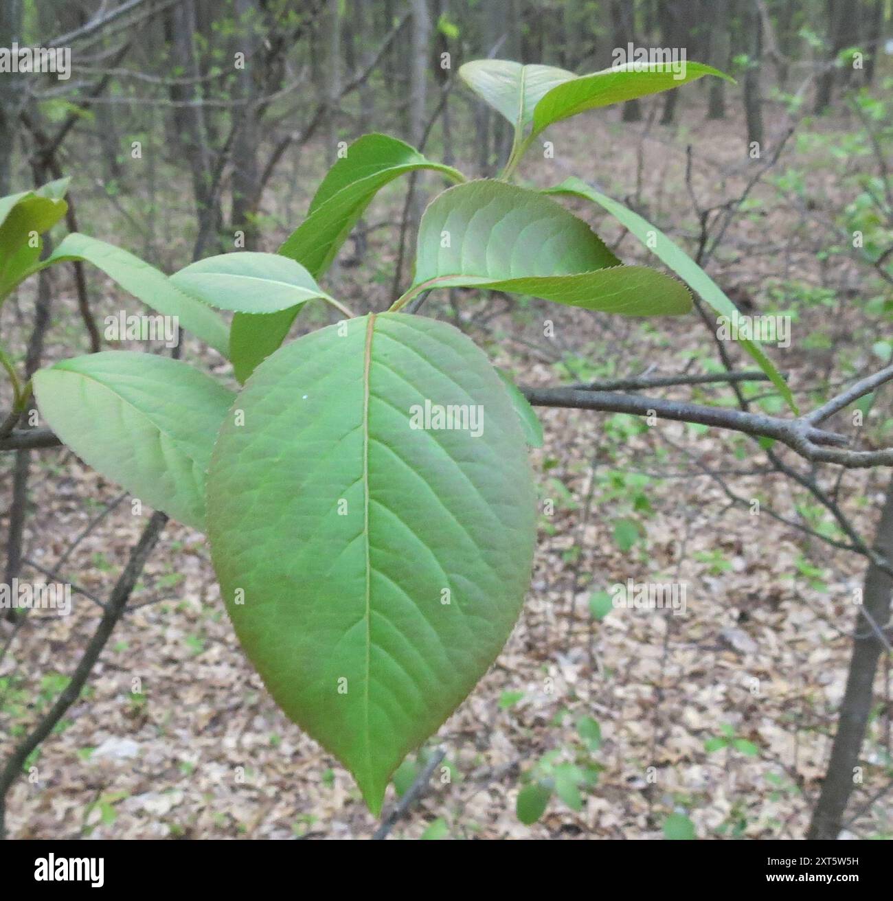 nannyberry (Viburnum lentago) Plantae Stock Photo - Alamy