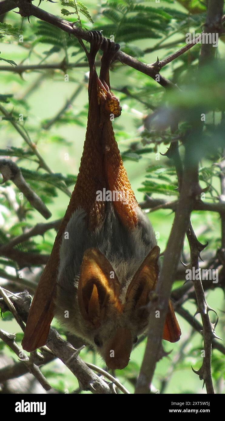 Yellow-winged Bat (Lavia frons) Mammalia Stock Photo - Alamy