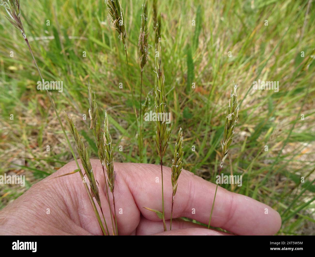 sweet vernal grass (Anthoxanthum odoratum) Plantae Stock Photo - Alamy