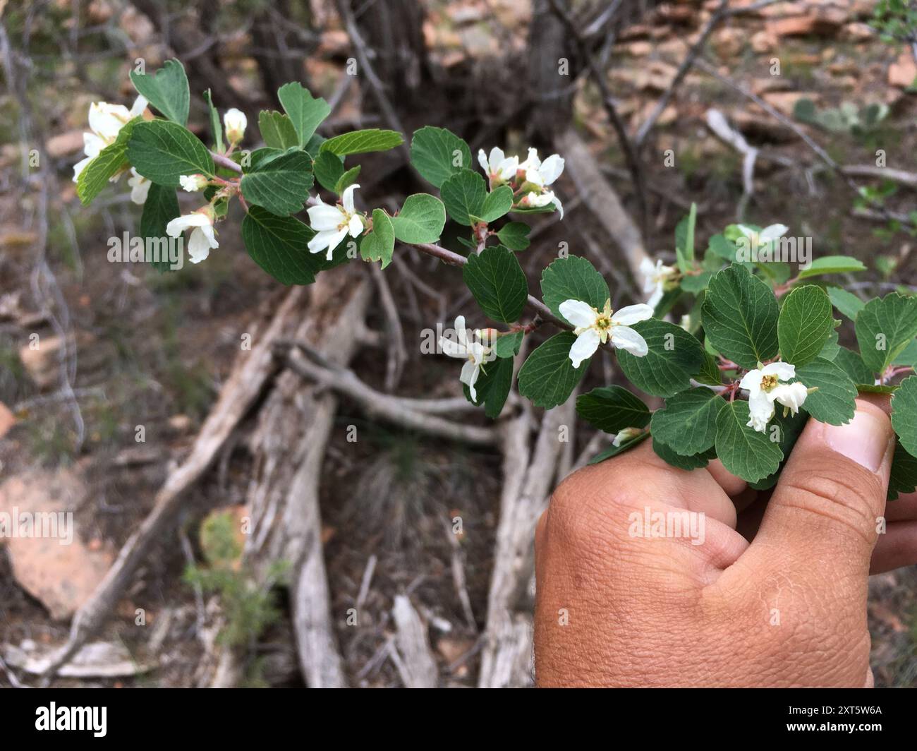 Utah Serviceberry (Amelanchier utahensis) Plantae Stock Photo - Alamy