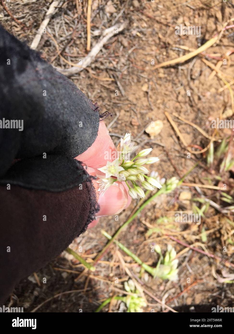 Allium parryi hi-res stock photography and images - Alamy