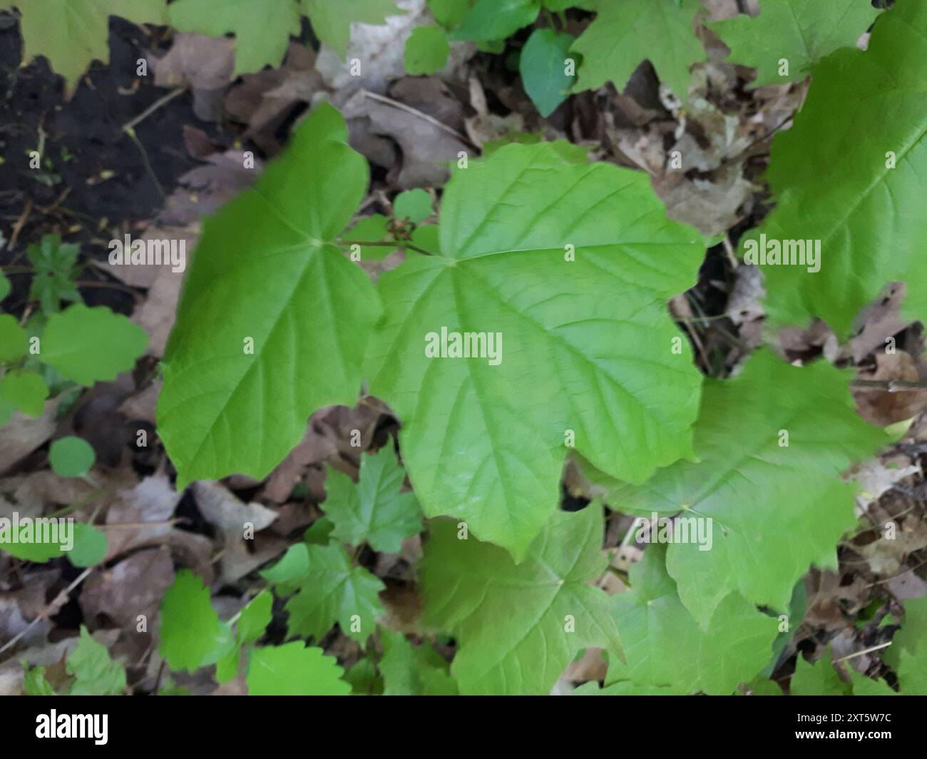 black maple (Acer nigrum) Plantae Stock Photo - Alamy