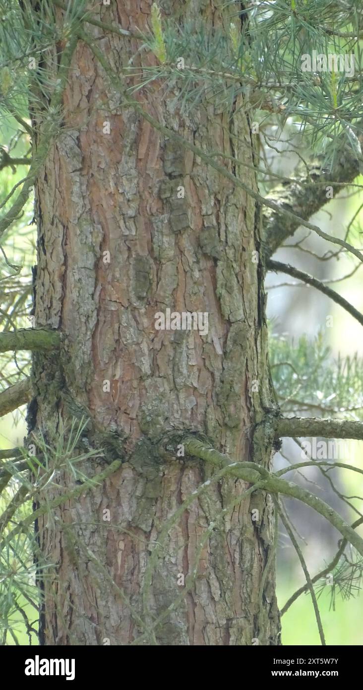 conifers (Pinales) Plantae Stock Photo - Alamy