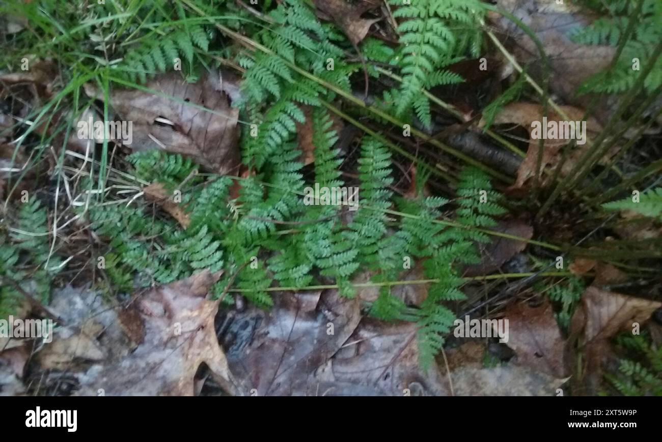 intermediate wood fern (Dryopteris intermedia) Plantae Stock Photo - Alamy