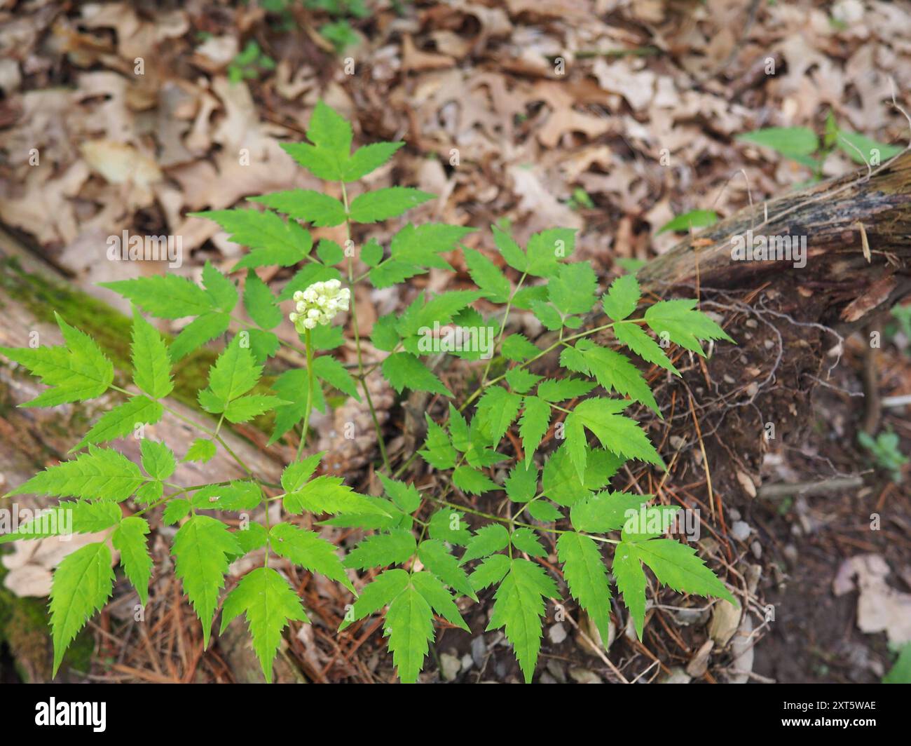 white baneberry (Actaea pachypoda) Plantae Stock Photo - Alamy