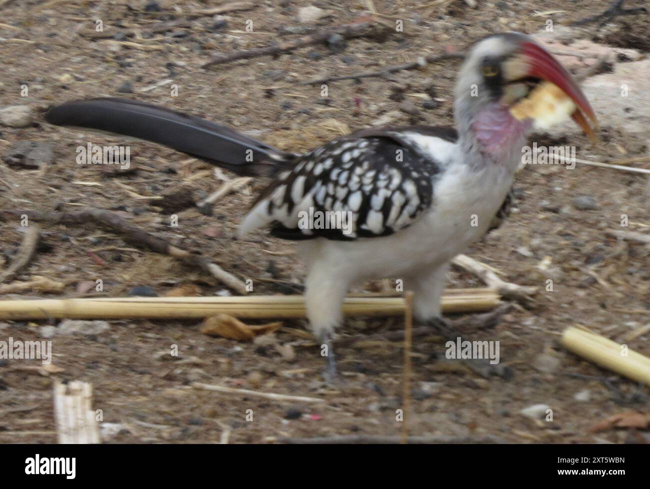 Tockus ruahae hi-res stock photography and images - Alamy