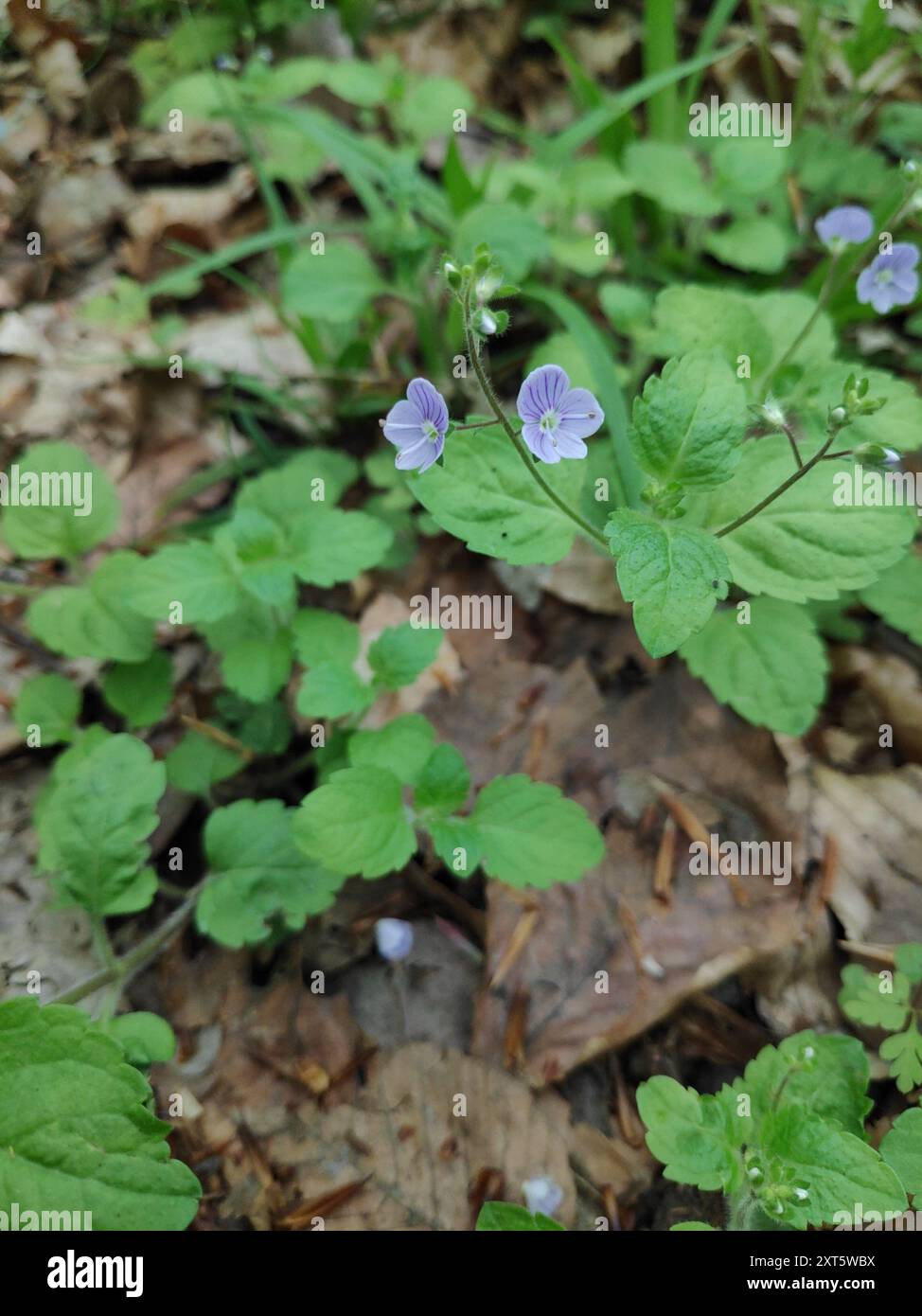 Wood Speedwell (Veronica montana) Plantae Stock Photo - Alamy