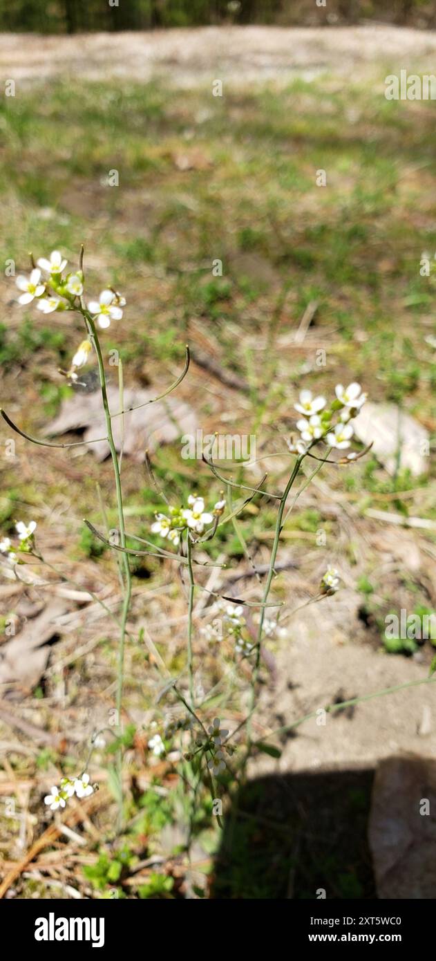 mouse-ear cress (Arabidopsis thaliana) Plantae Stock Photo - Alamy
