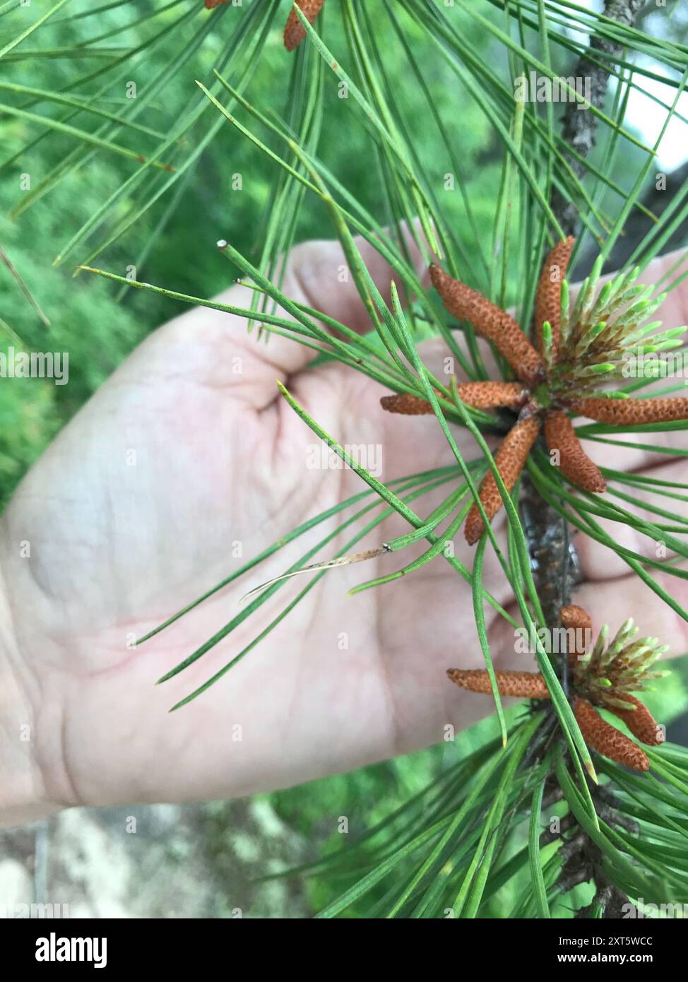 pitch pine (Pinus rigida) Plantae Stock Photo - Alamy