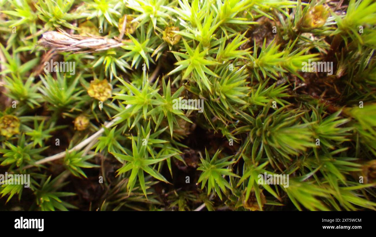 juniper haircap moss (Polytrichum juniperinum) Plantae Stock Photo - Alamy