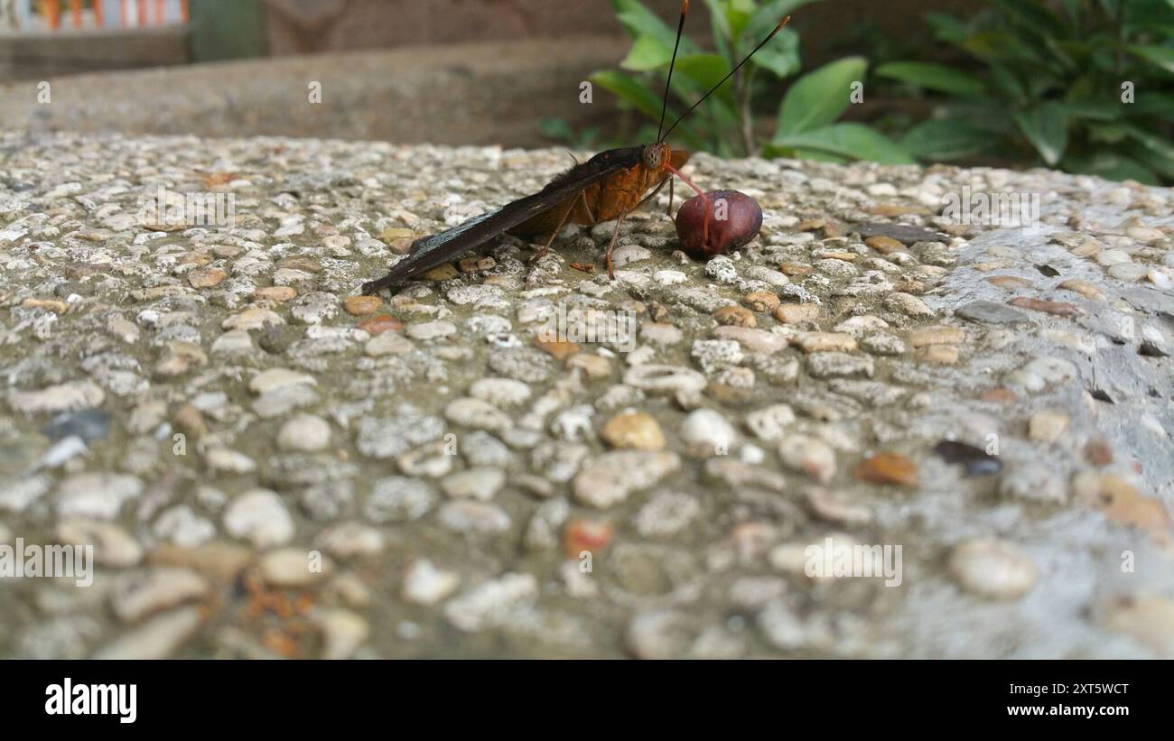 Common Archduke (Lexias pardalis) Insecta Stock Photo - Alamy