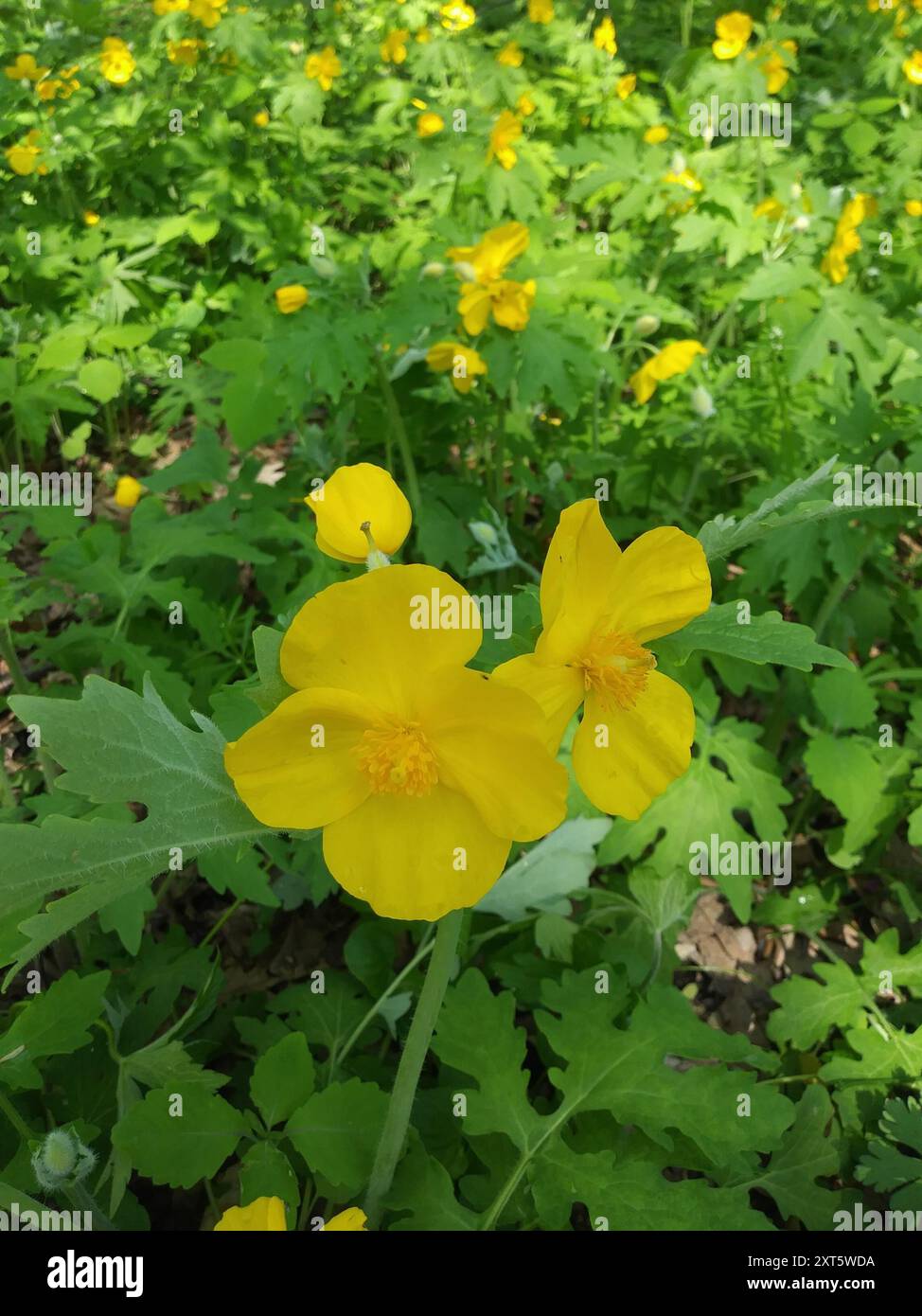 Celandine Poppy (Stylophorum diphyllum) Plantae Stock Photo - Alamy