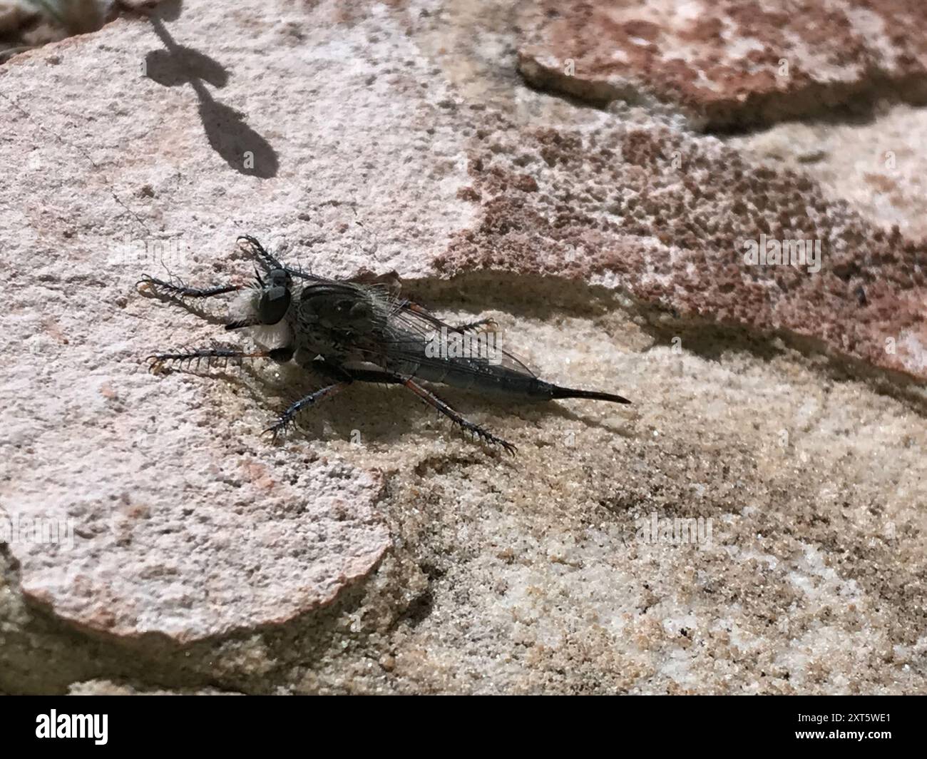 Hammertails (Efferia) Insecta Stock Photo - Alamy