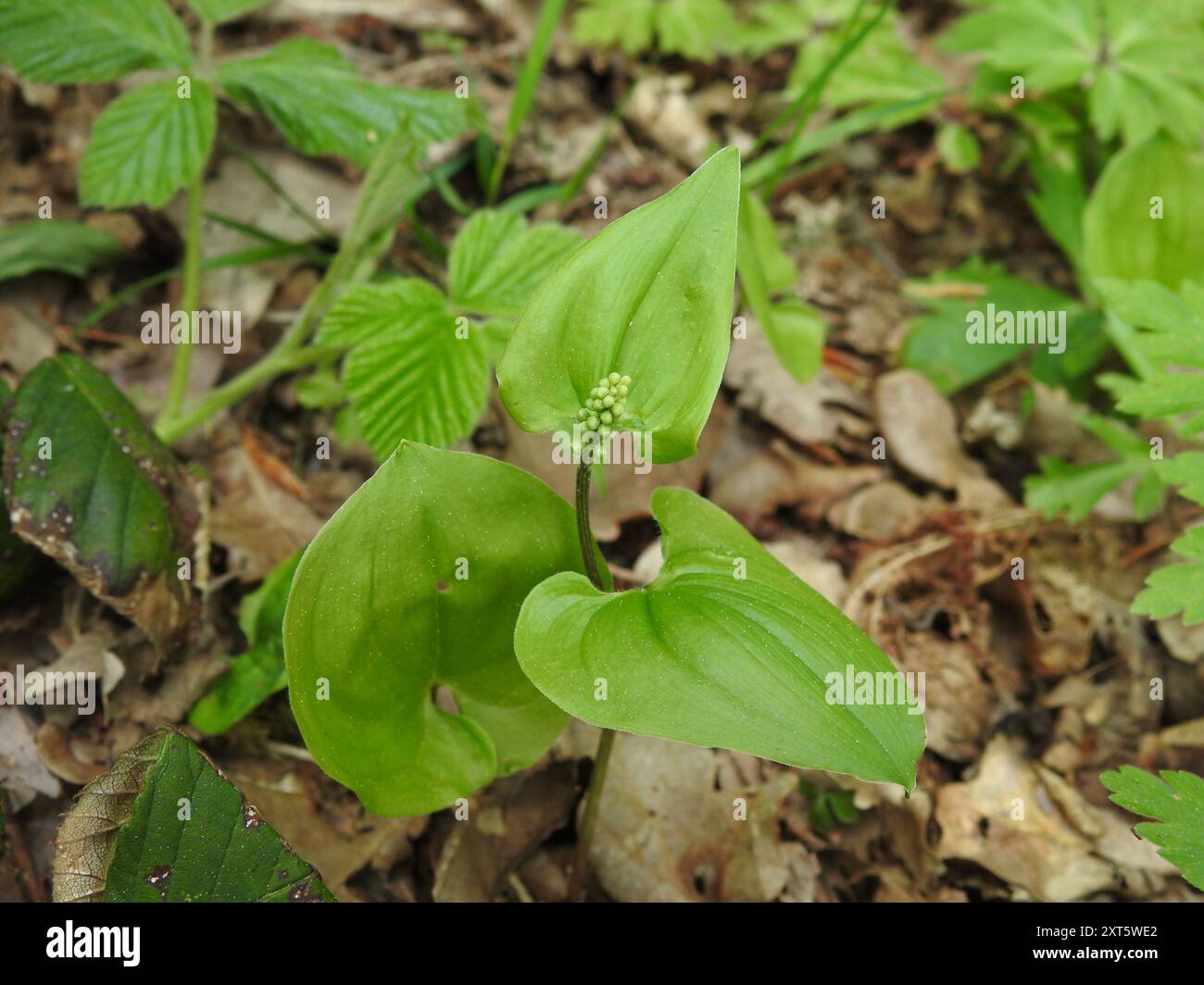 May Lily (Maianthemum bifolium) Plantae Stock Photo - Alamy