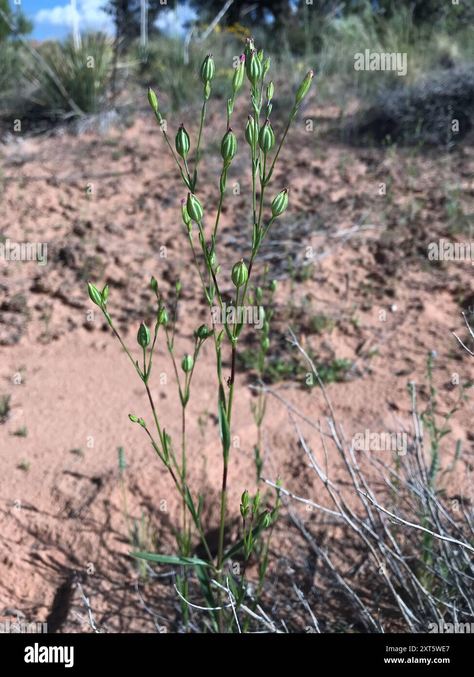 sleepy catchfly (Silene antirrhina) Plantae Stock Photo - Alamy