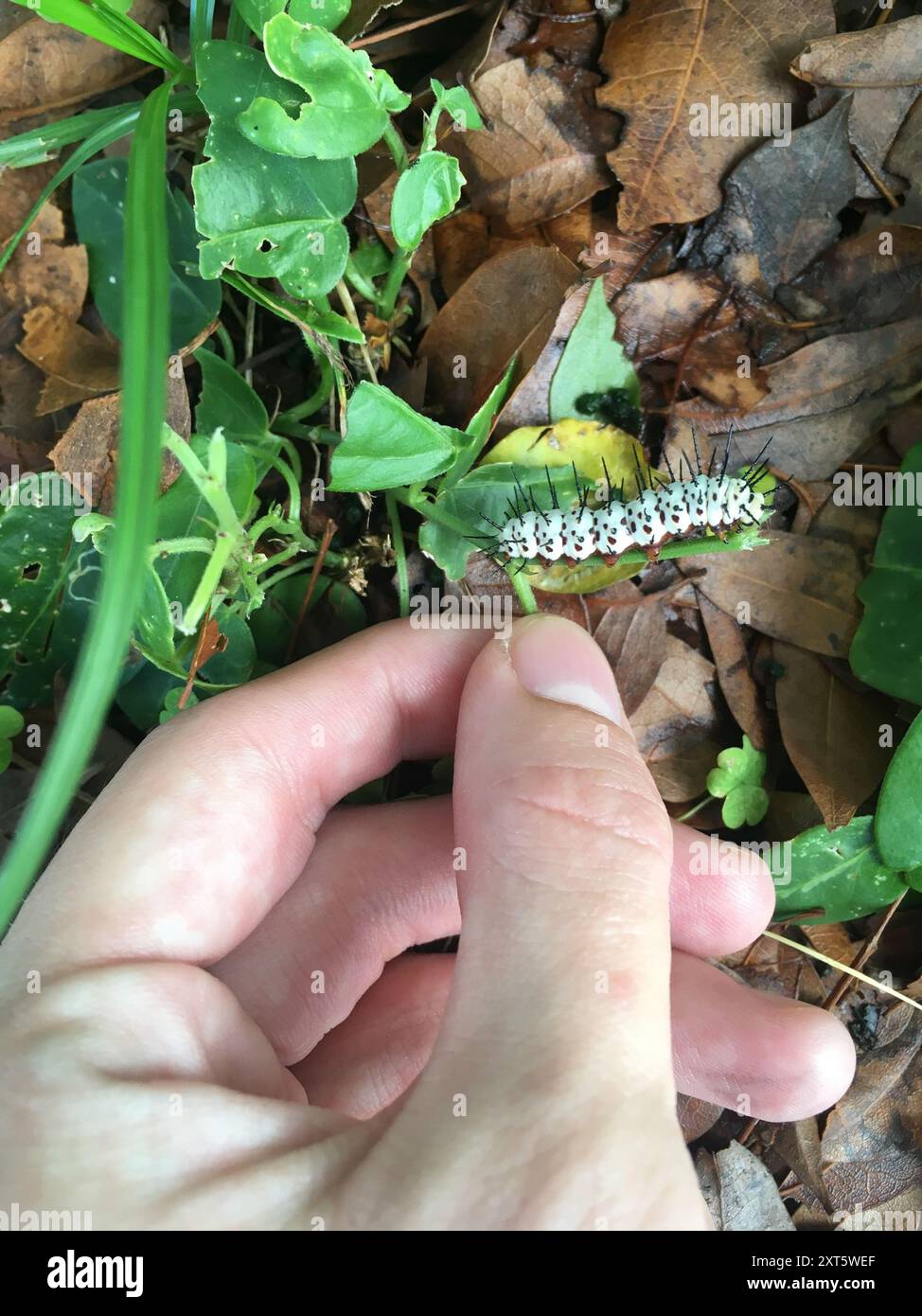 Zebra Longwing (Heliconius charithonia) Insecta Stock Photo - Alamy