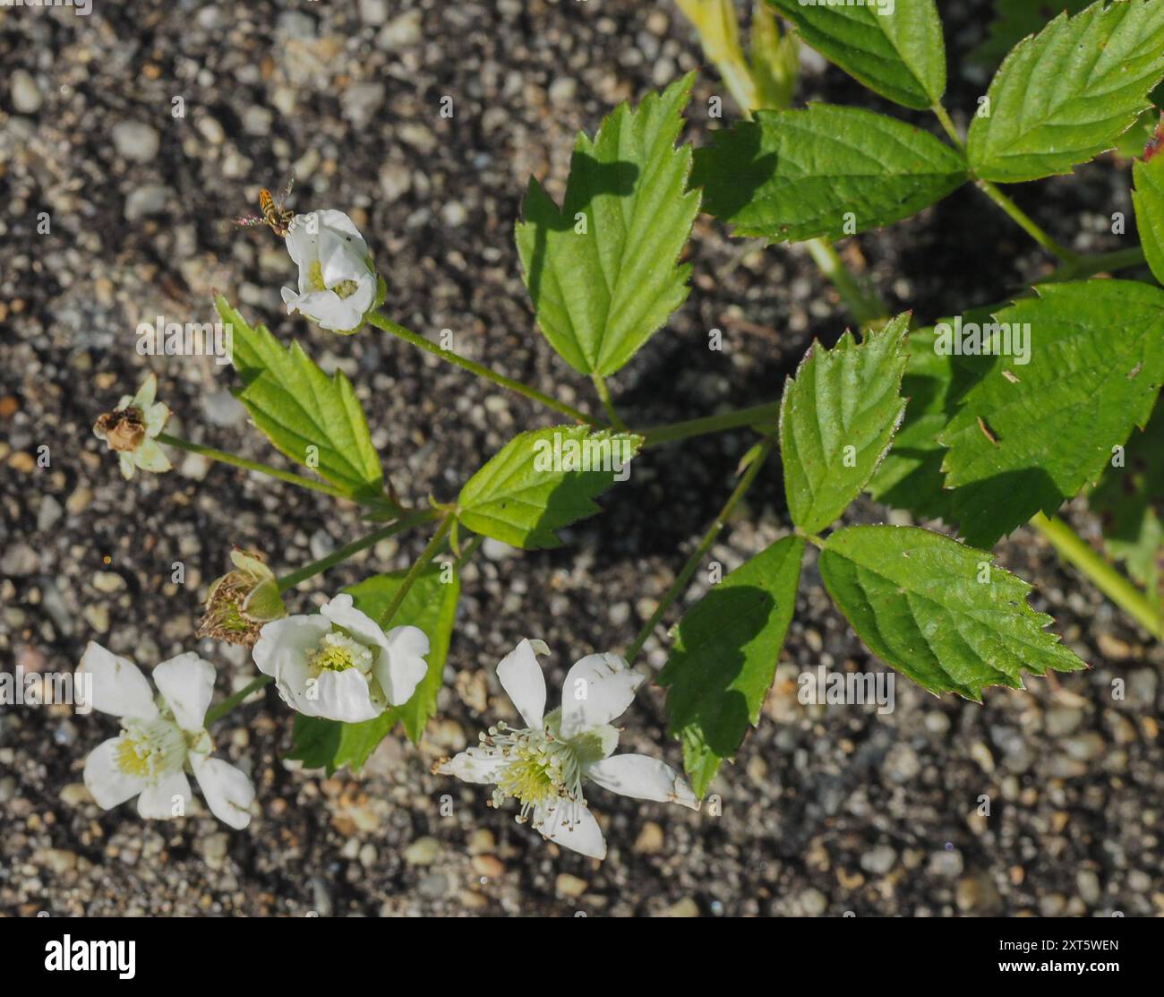 Common Dewberry (Rubus flagellaris) Plantae Stock Photo - Alamy