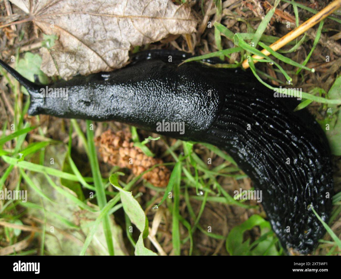 ater-group Arion Slugs (Arion) Mollusca Stock Photo - Alamy