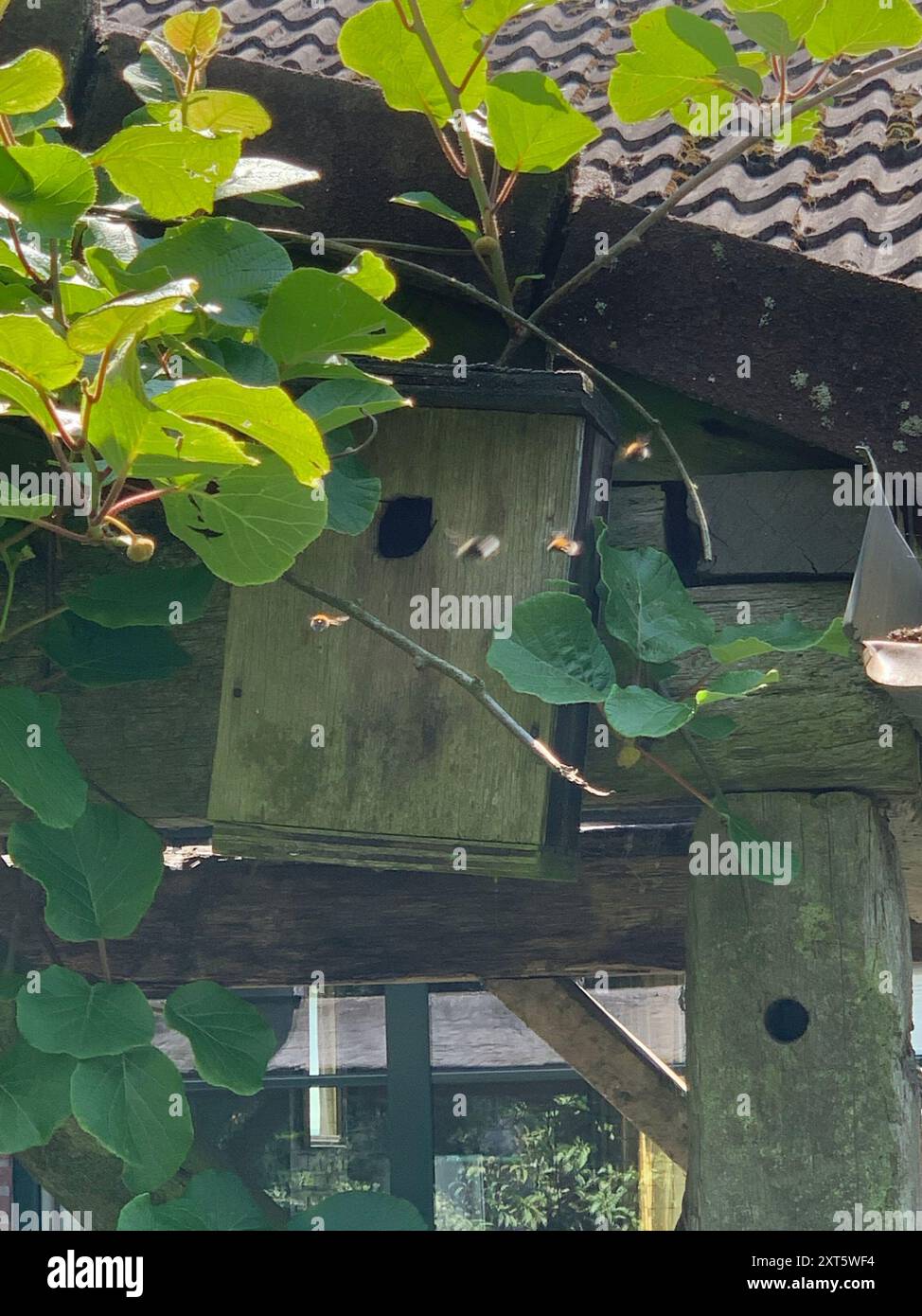 Tree Bumble Bee (Bombus hypnorum) Insecta Stock Photo - Alamy