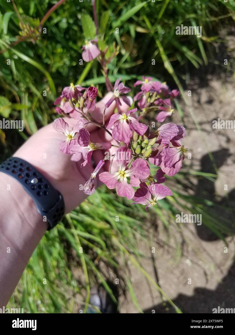 wild and domestic radish (Raphanus raphanistrum sativus) Plantae Stock ...