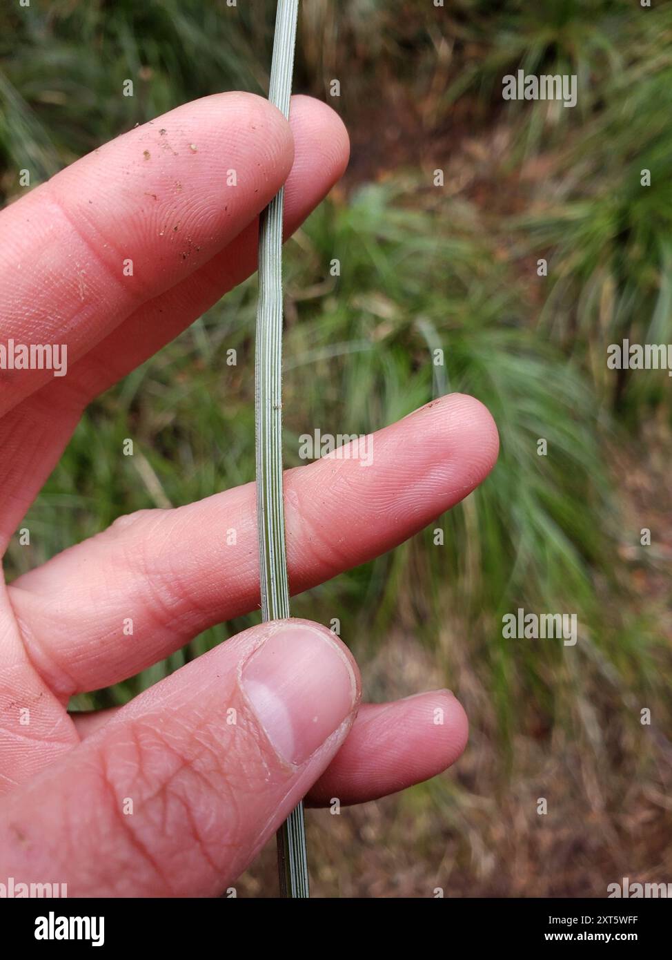 common beargrass (Xerophyllum tenax) Plantae Stock Photo - Alamy