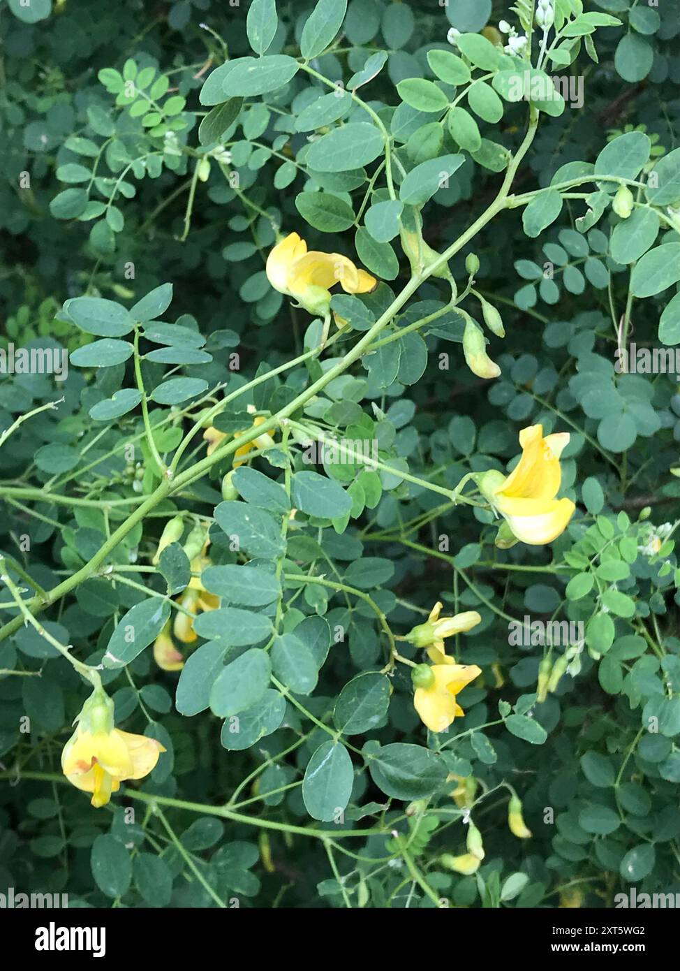 Bladder-senna (Colutea arborescens) Plantae Stock Photo - Alamy