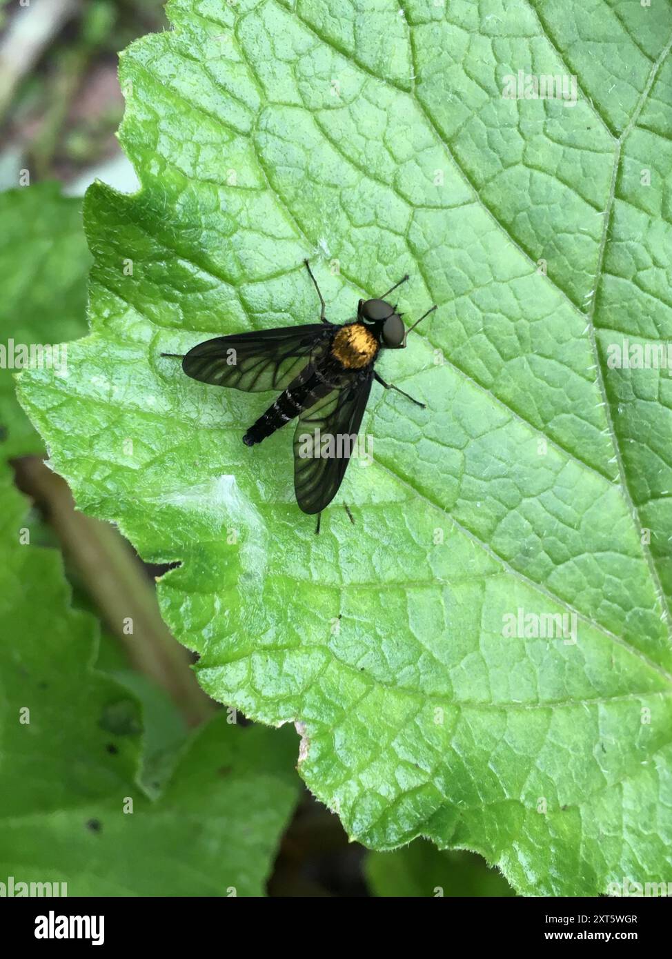 Golden-backed Snipe Fly (Chrysopilus thoracicus) Insecta Stock Photo ...