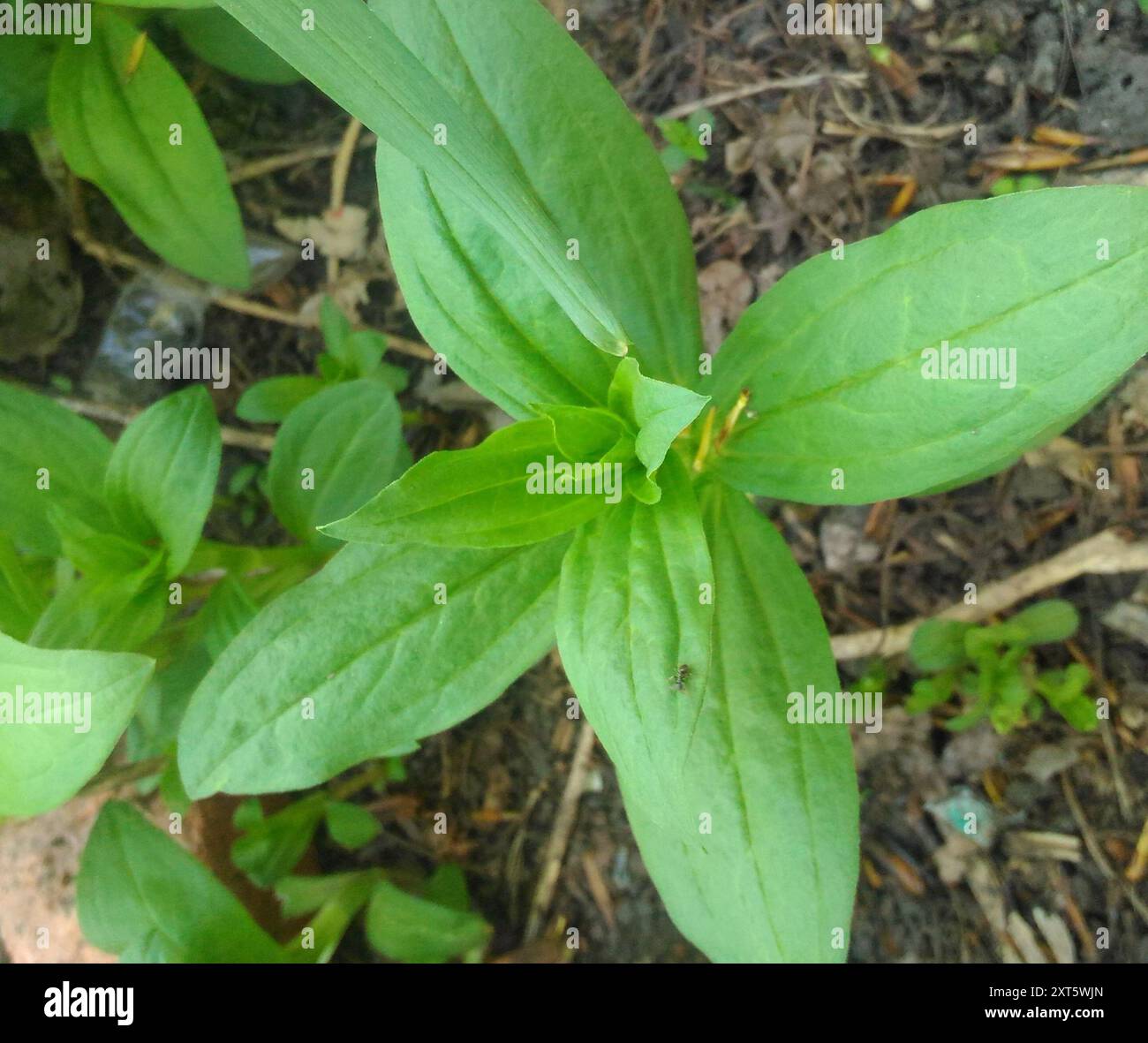 common soapwort (Saponaria officinalis) Plantae Stock Photo - Alamy