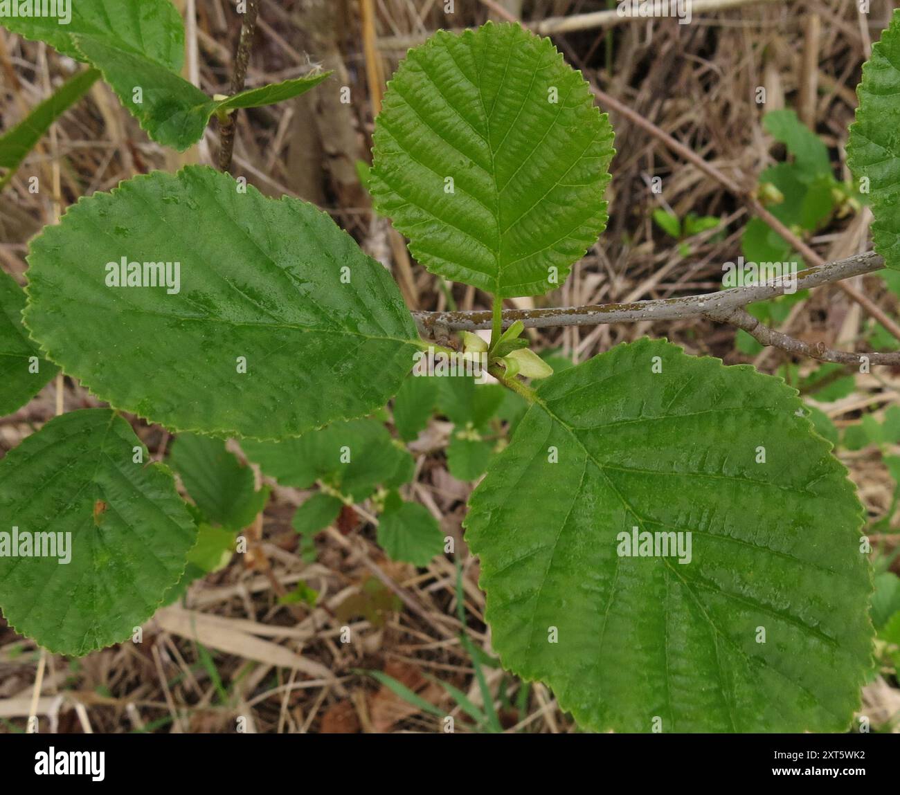 common alder (Alnus glutinosa) Plantae Stock Photo - Alamy