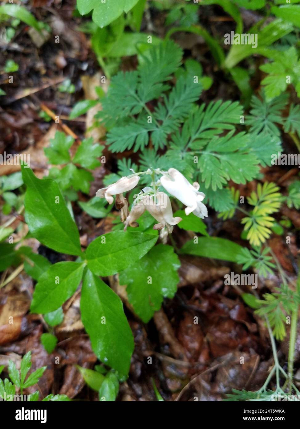 squirrel corn (Dicentra canadensis) Plantae Stock Photo - Alamy