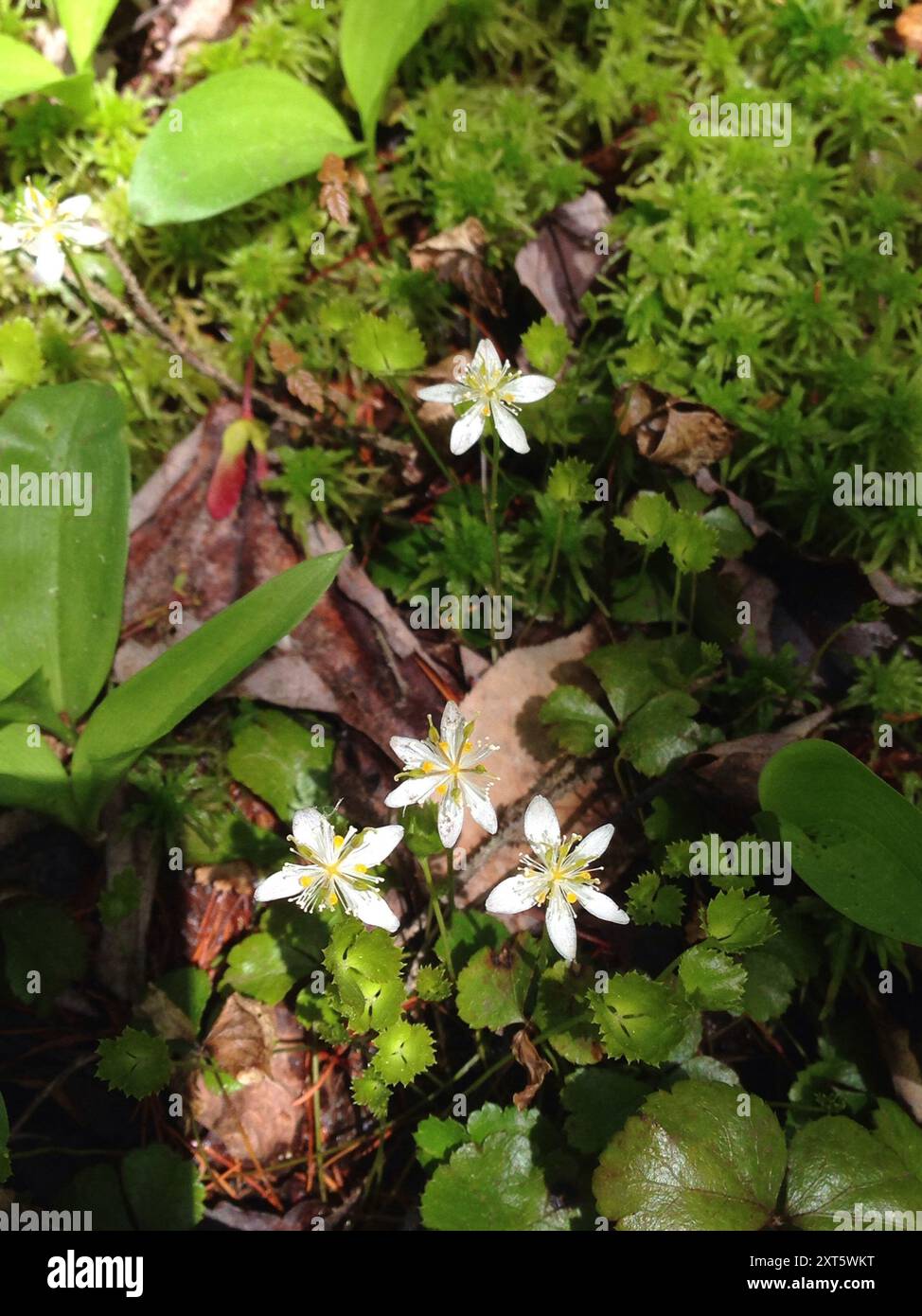 threeleaf goldthread (Coptis trifolia) Plantae Stock Photo - Alamy