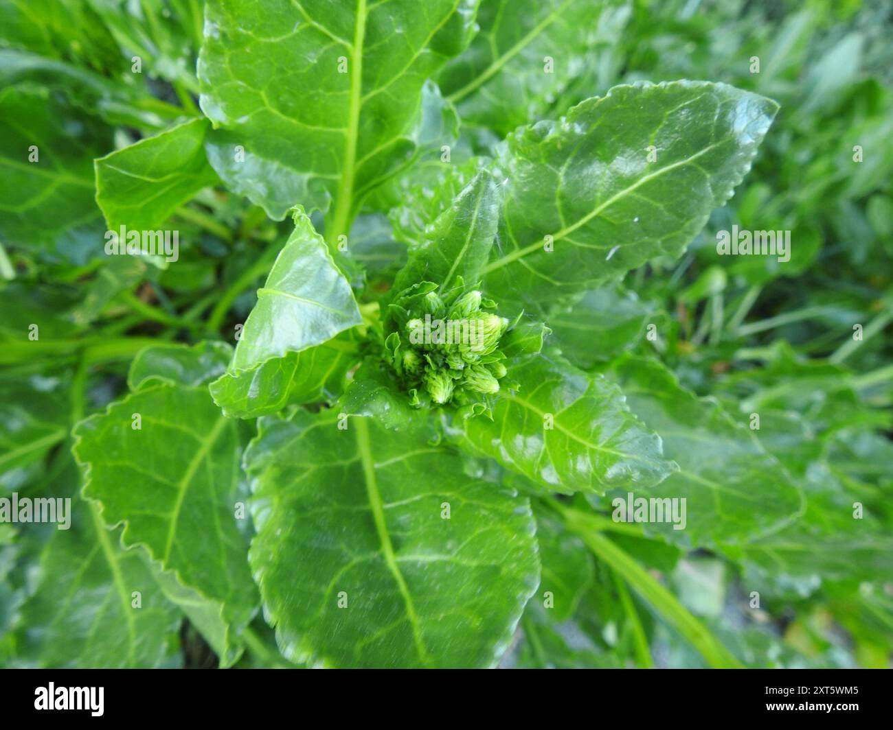 sea beet (Beta vulgaris maritima) Plantae Stock Photo - Alamy