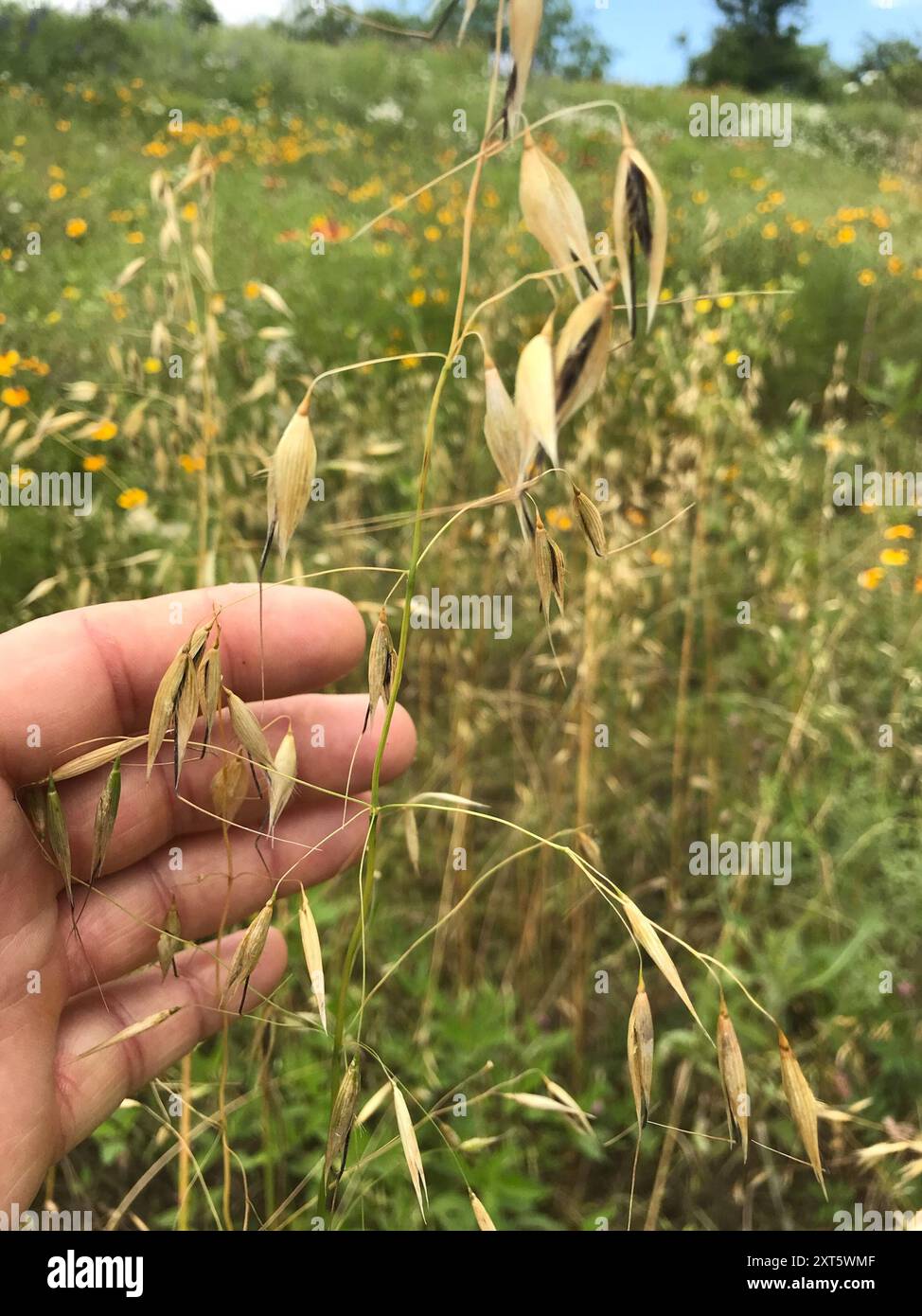 wild oat (Avena fatua) Plantae Stock Photo - Alamy