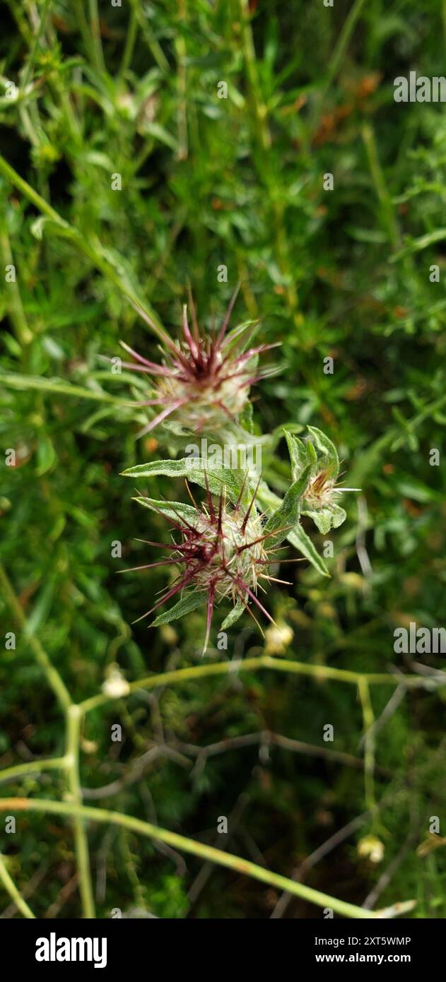 Maltese star-thistle (Centaurea melitensis) Plantae Stock Photo - Alamy