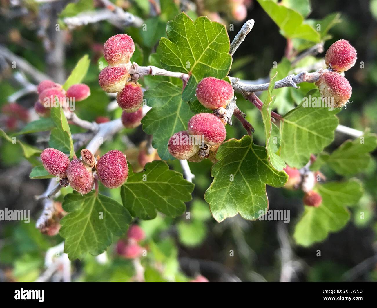 fragrant sumac (Rhus aromatica) Plantae Stock Photo - Alamy