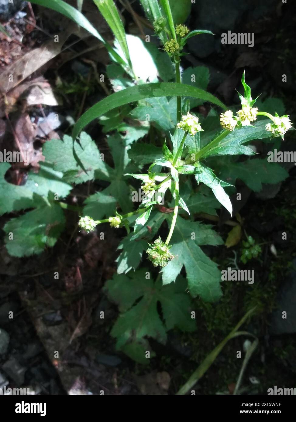 Pacific Sanicle (Sanicula crassicaulis) Plantae Stock Photo - Alamy