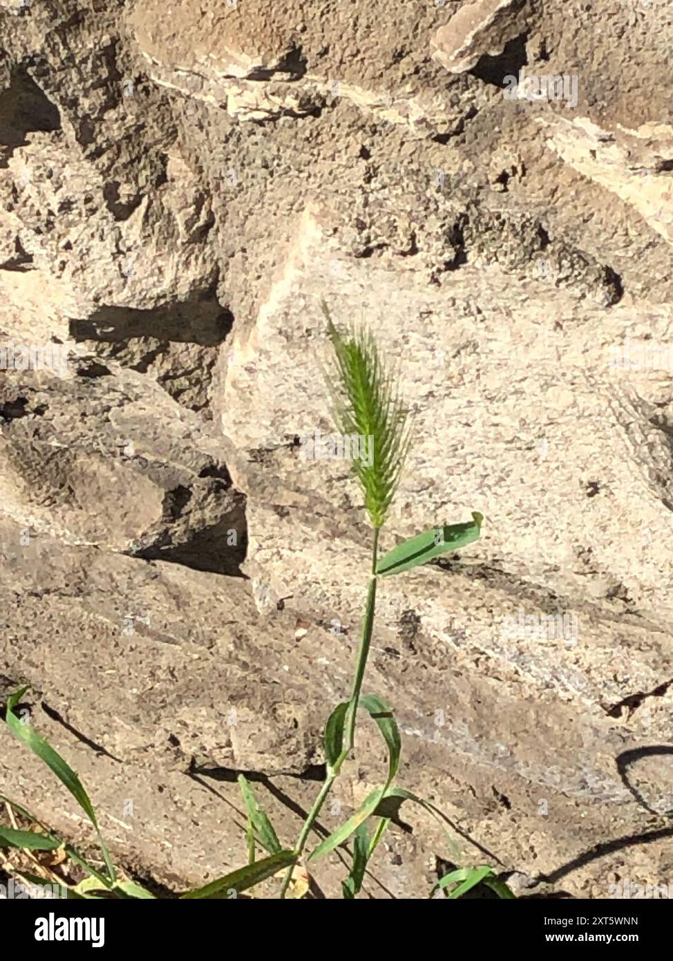 wall barley (Hordeum murinum) Plantae Stock Photo - Alamy