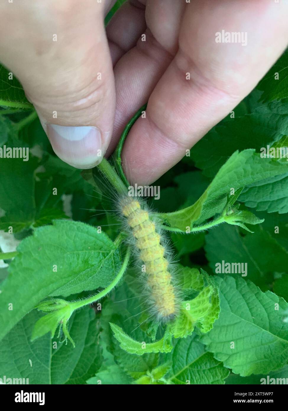 Salt Marsh Moth (Estigmene acrea) Insecta Stock Photo - Alamy