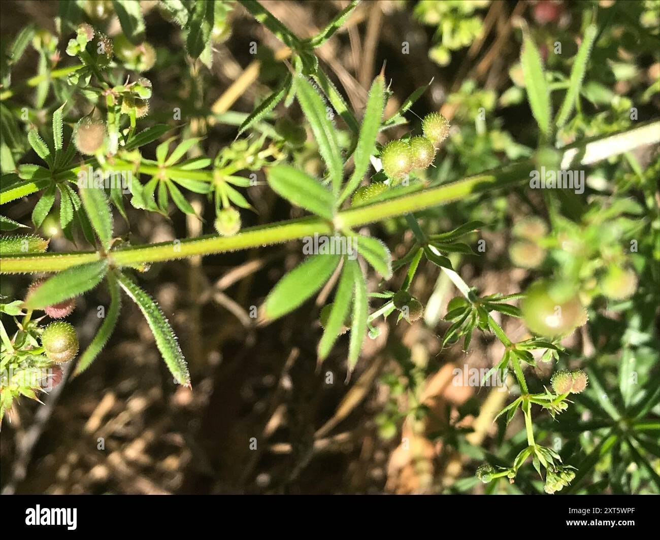 catchweed bedstraw (Galium aparine) Plantae Stock Photo - Alamy