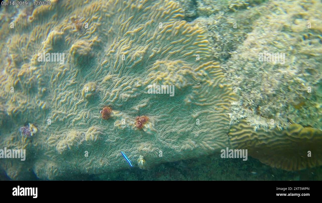 Neon Goby (Elacatinus oceanops) Actinopterygii Stock Photo - Alamy