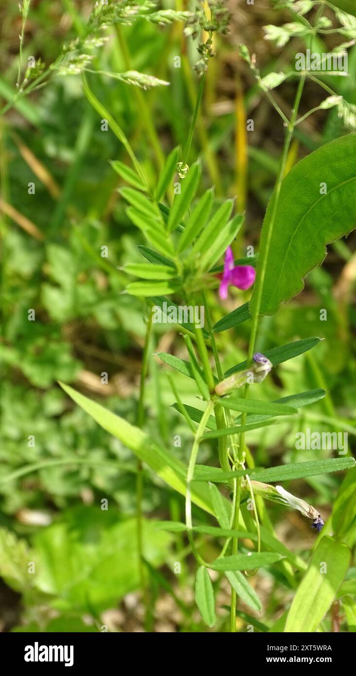 Common Vetch (Vicia sativa) Plantae Stock Photo - Alamy