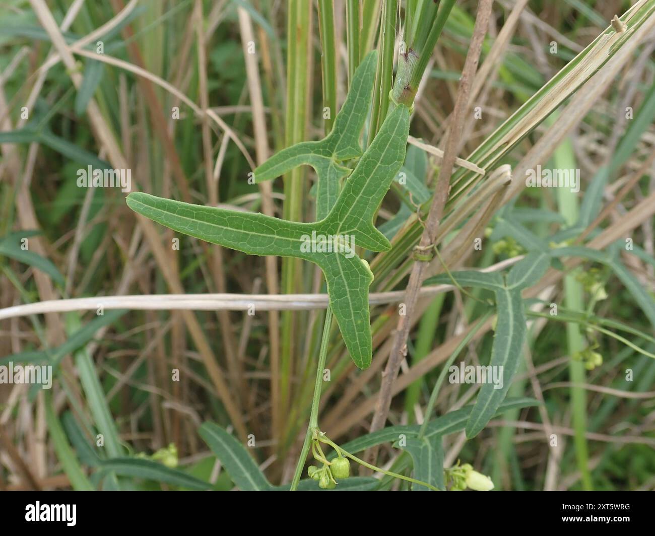 (Solena amplexicaulis) Plantae Stock Photo - Alamy