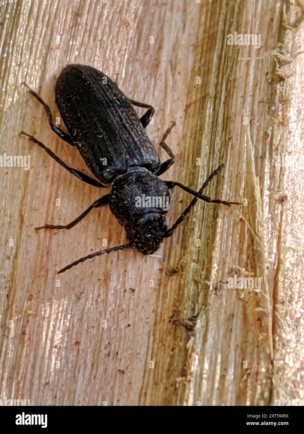 Cucujiform Beetles (Cucujiformia) Insecta Stock Photo - Alamy