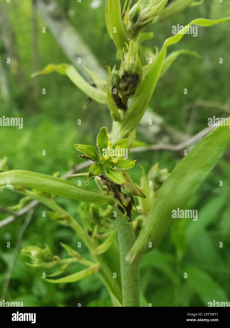 green false hellebore (Veratrum viride) Plantae Stock Photo - Alamy