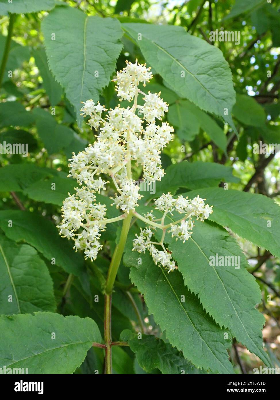 red-berried elder (Sambucus racemosa) Plantae Stock Photo - Alamy