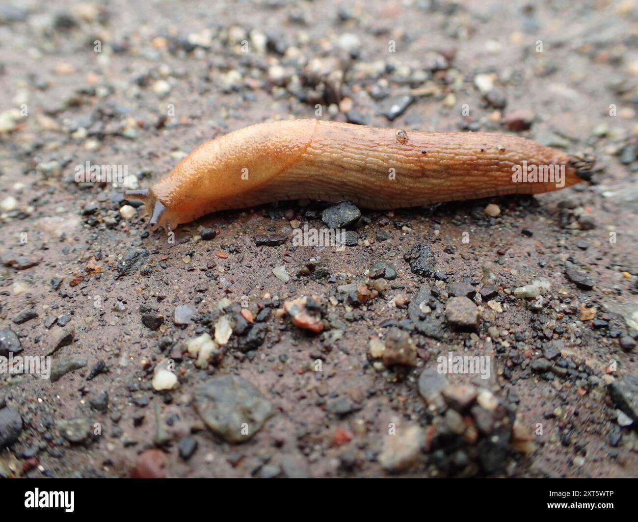 Dusky Slugs (Mesarion) Mollusca Stock Photo - Alamy