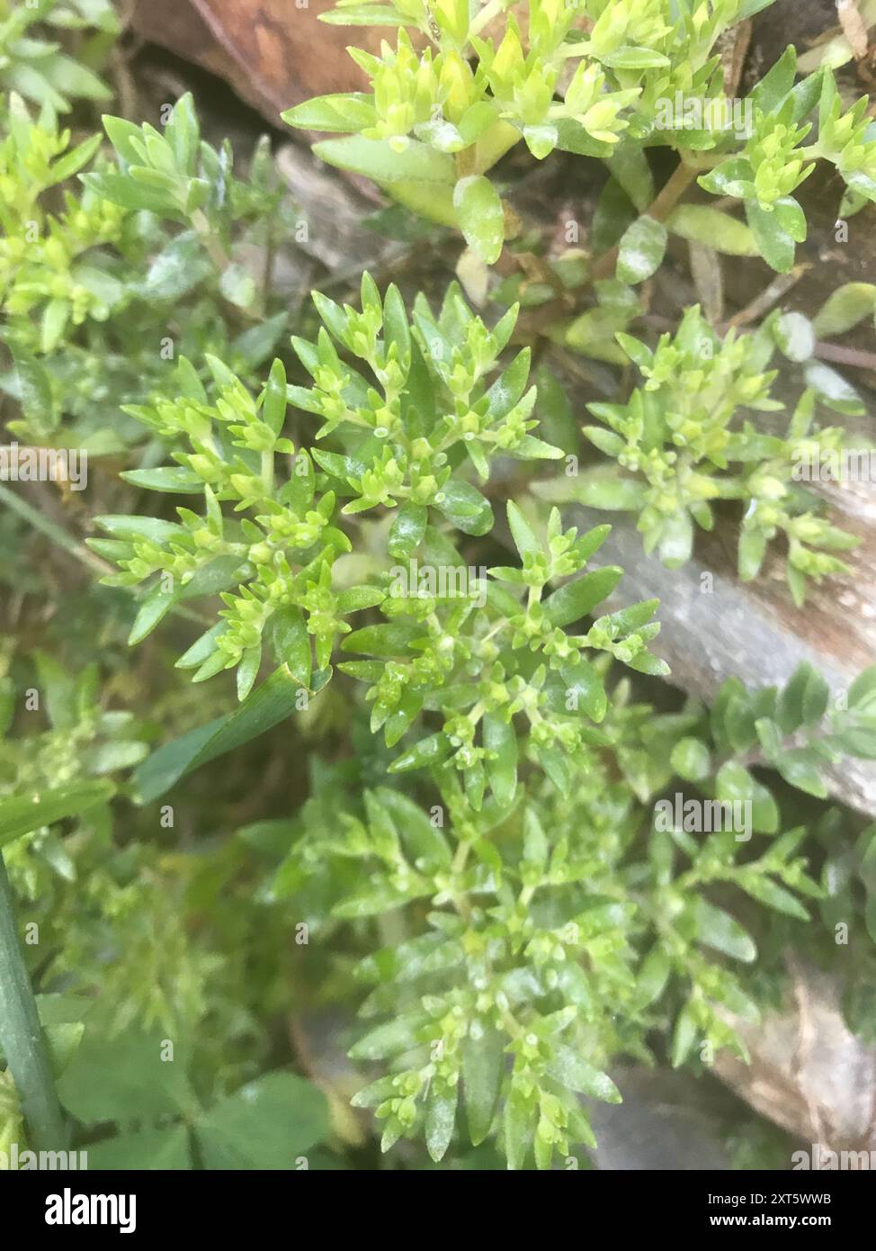 Stringy Stonecrop (Sedum sarmentosum) Plantae Stock Photo - Alamy