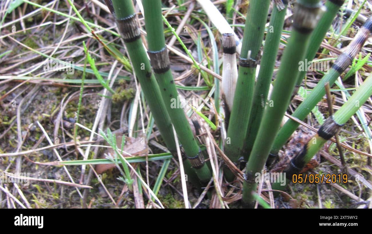 rough horsetail (Equisetum hyemale) Plantae Stock Photo - Alamy